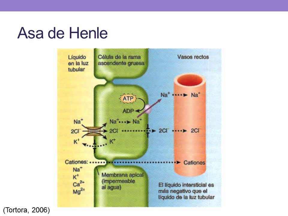 Reabsorcion y secrcion tubular - YouTube
