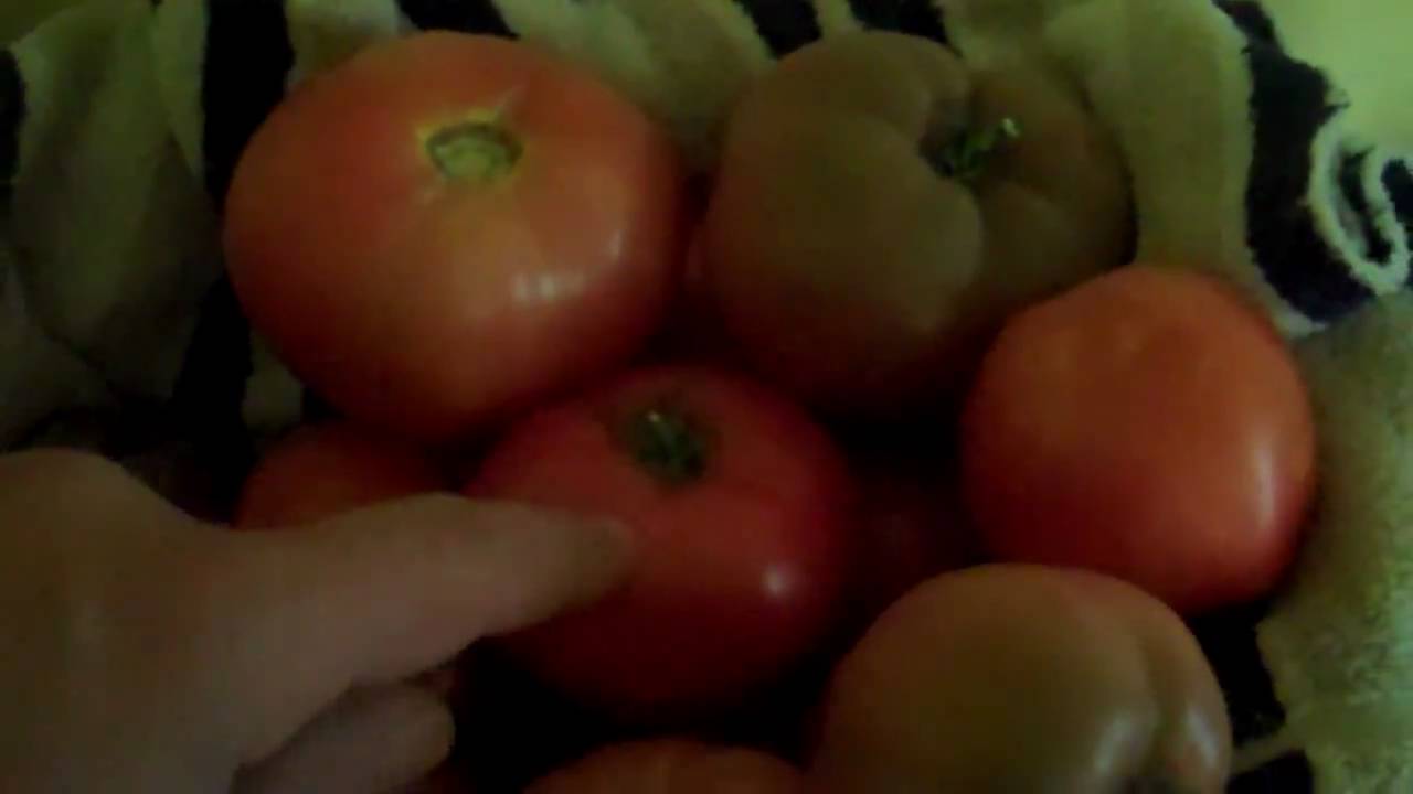 Veggy 18 Finally picking big ripe tomatoes - YouTube