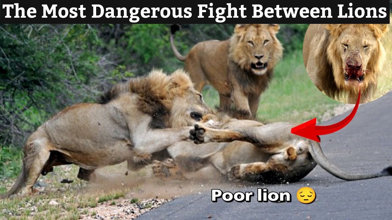 Lions vs lion fight to death the most dangerous fight between lions ...