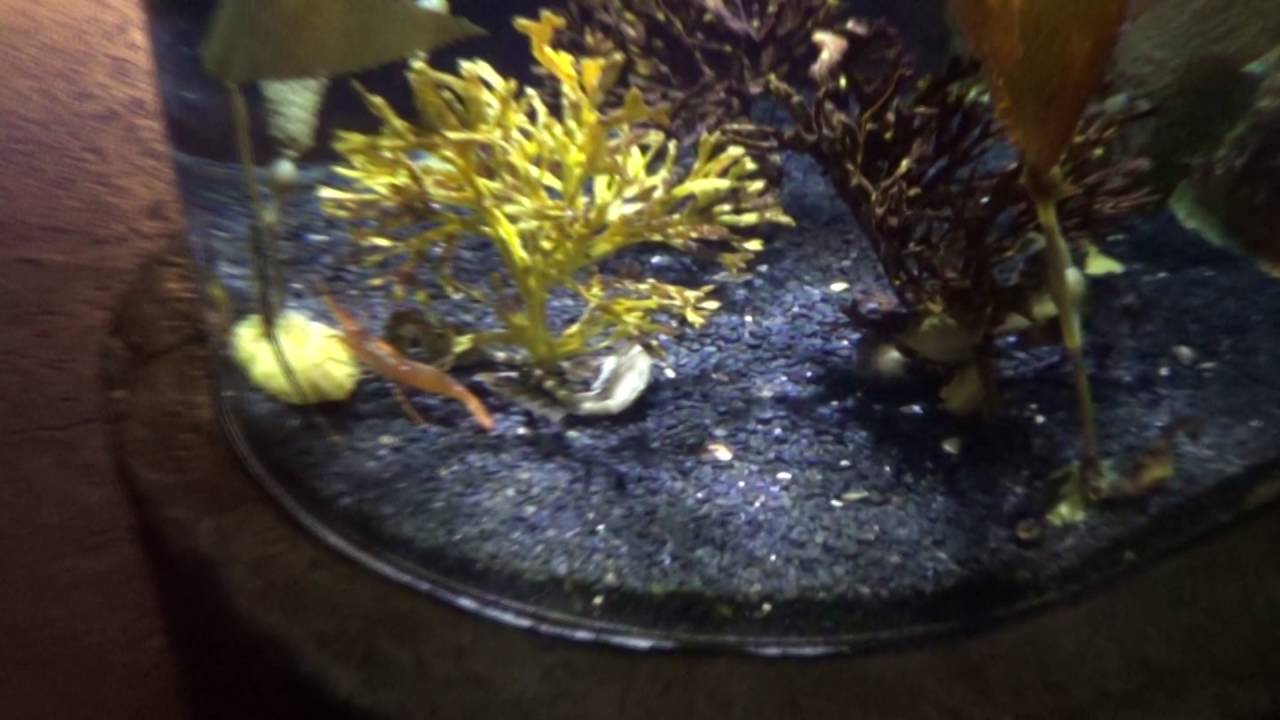 Sea Life MOA September 2016 - YouTube