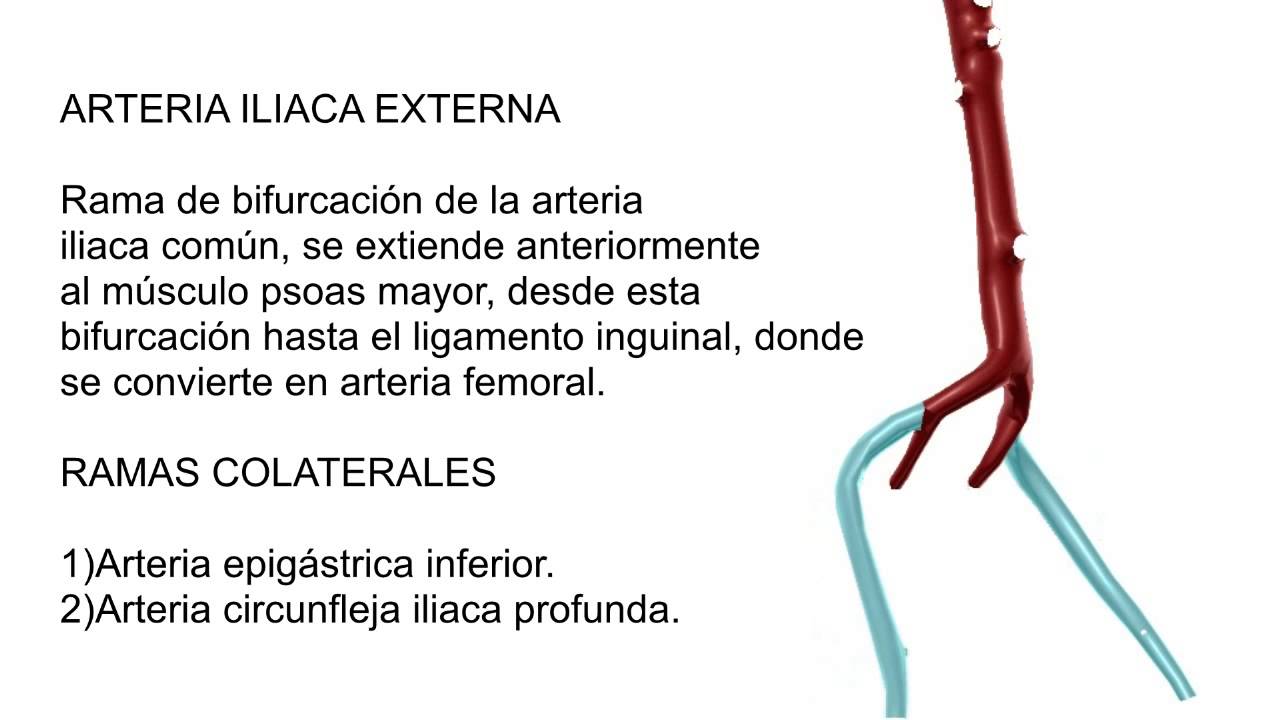 Arterias Iliacas Comunes - YouTube
