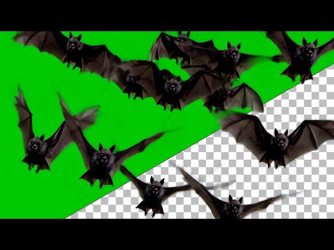 Halloween Bat SWARM EXPLOSION Green Screen 🦇💥 #freevfx | Chaotic Horror Reveal