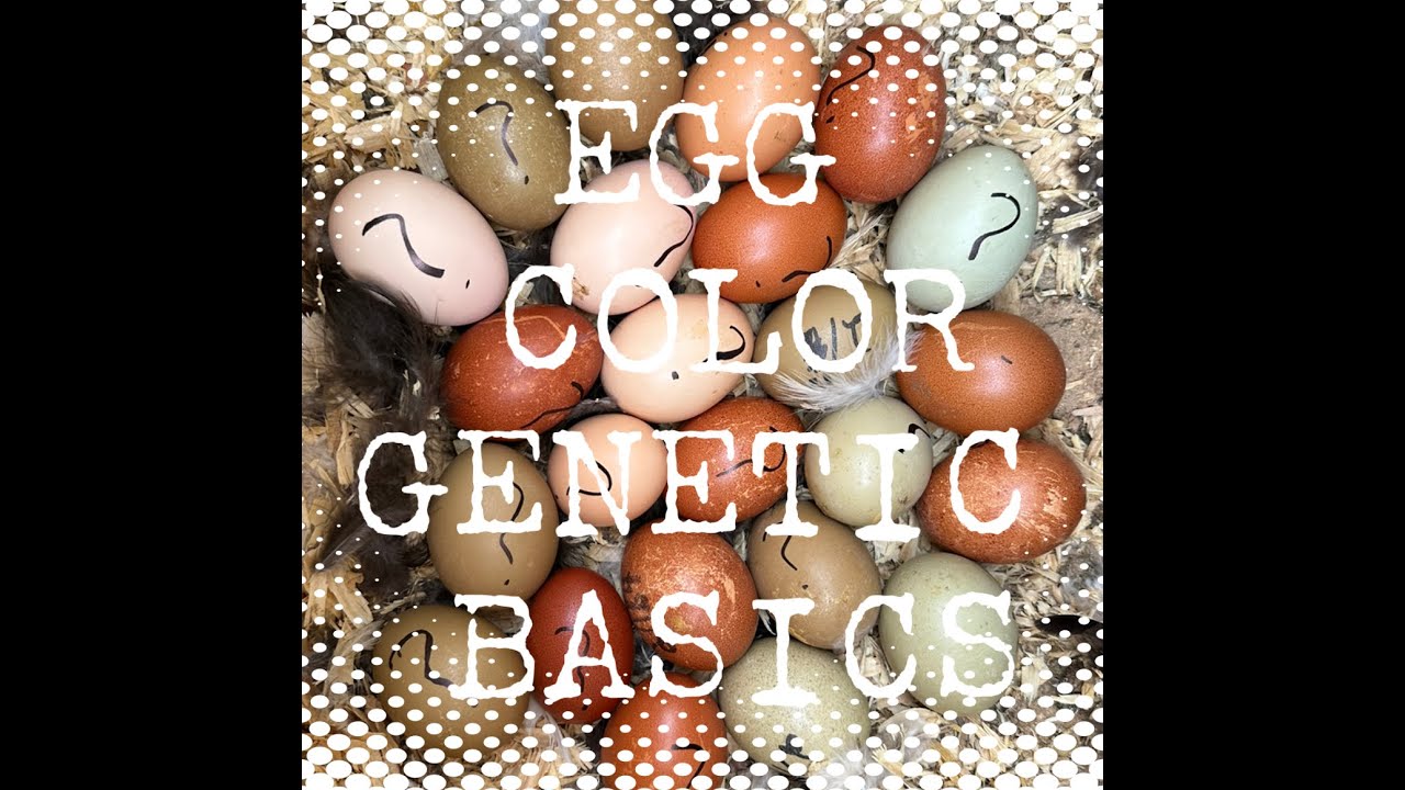 Hatching Eggs and Chicken Egg Color Genetic Basics - YouTube