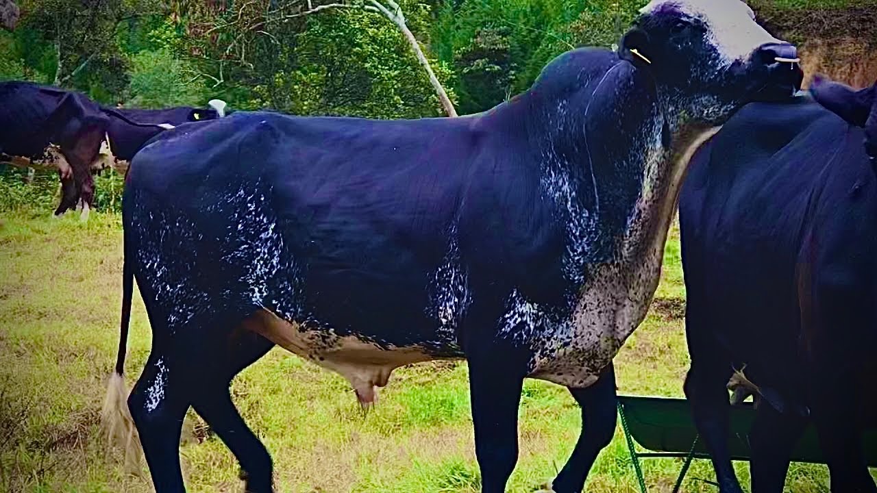 Saving a Cow covered in honeycombs is a touching story of survival ...