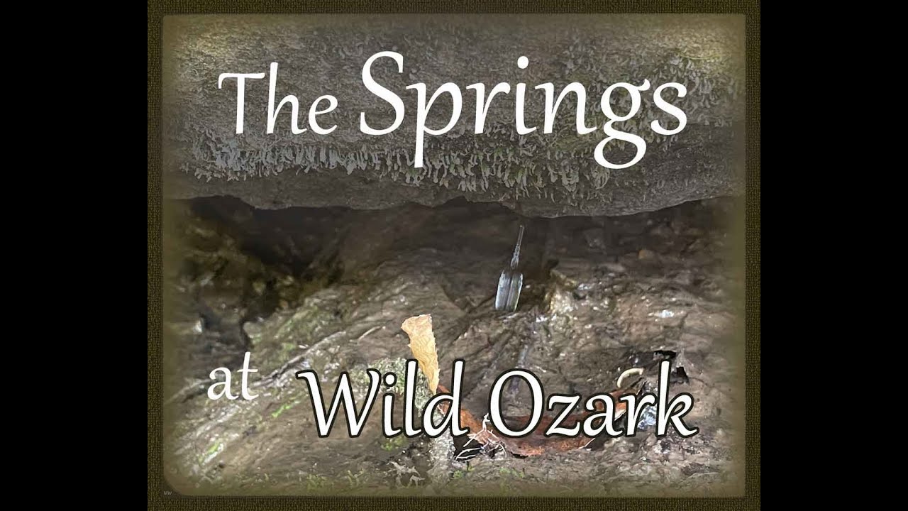 Checking the Spring Seep at Wild Ozark - YouTube