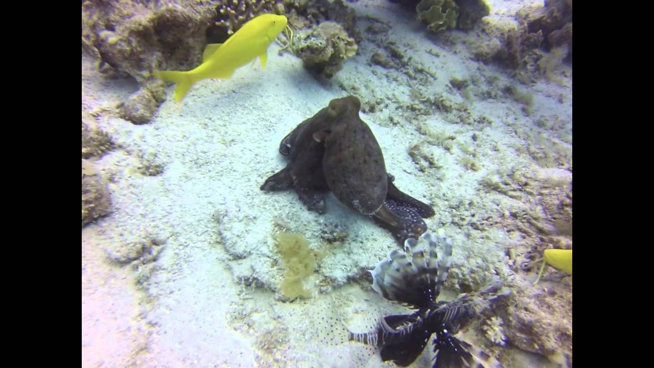 Octopus & Lionfish - YouTube