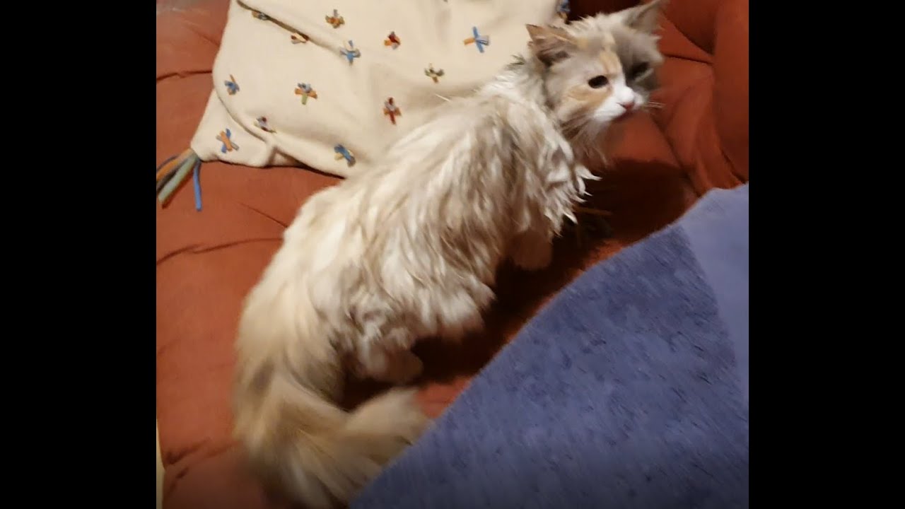 20231227 032619 Ruby's Terrible Bath - YouTube