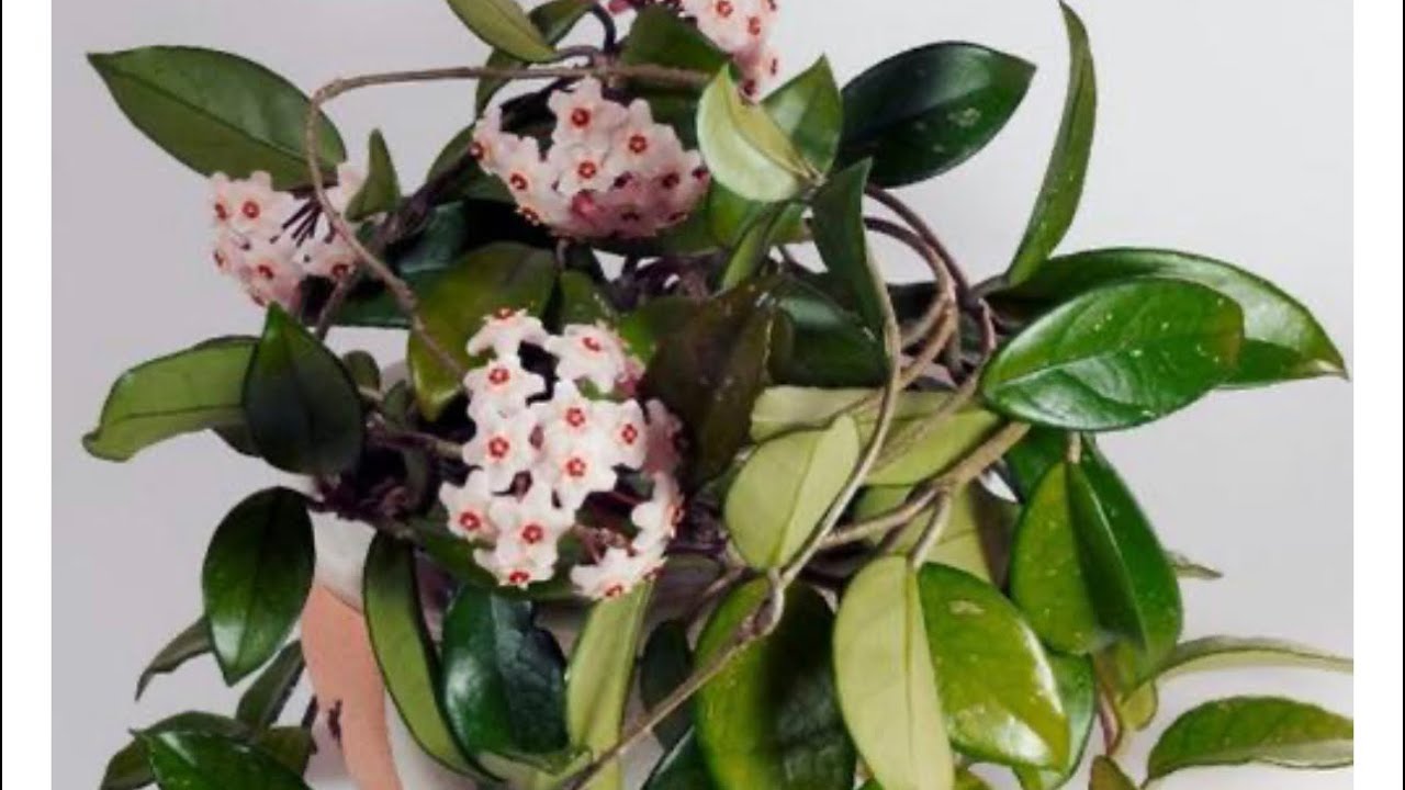 Tipo de hoya ,planta de ceda o porcelana sus cuidado ,temperatura y ...