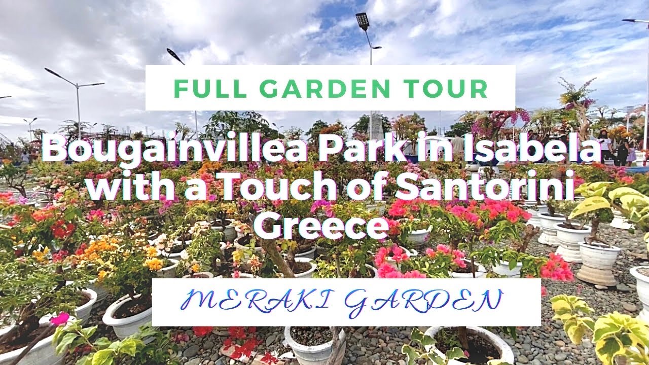 Meraki Garden | Amazing Bougainvillea Park In Isabela with A Touch of ...