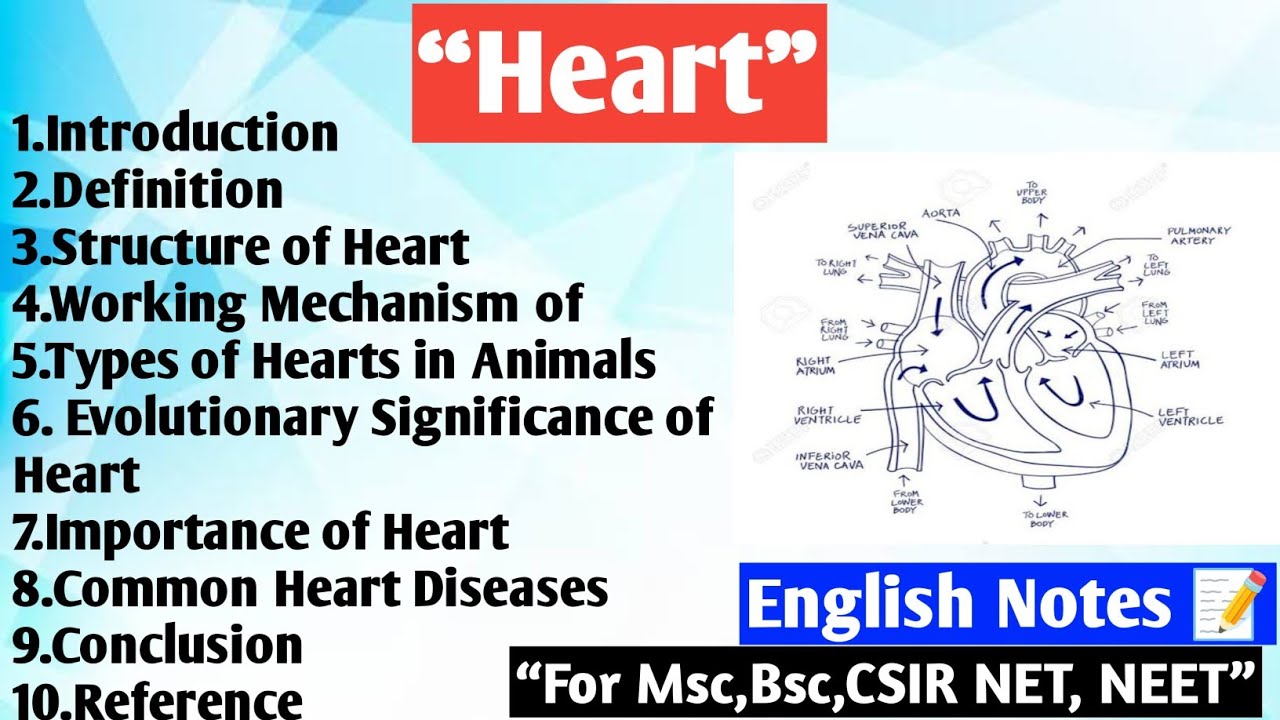 Heart | Structure of Heart | Working Mechanism of the Heart | English ...