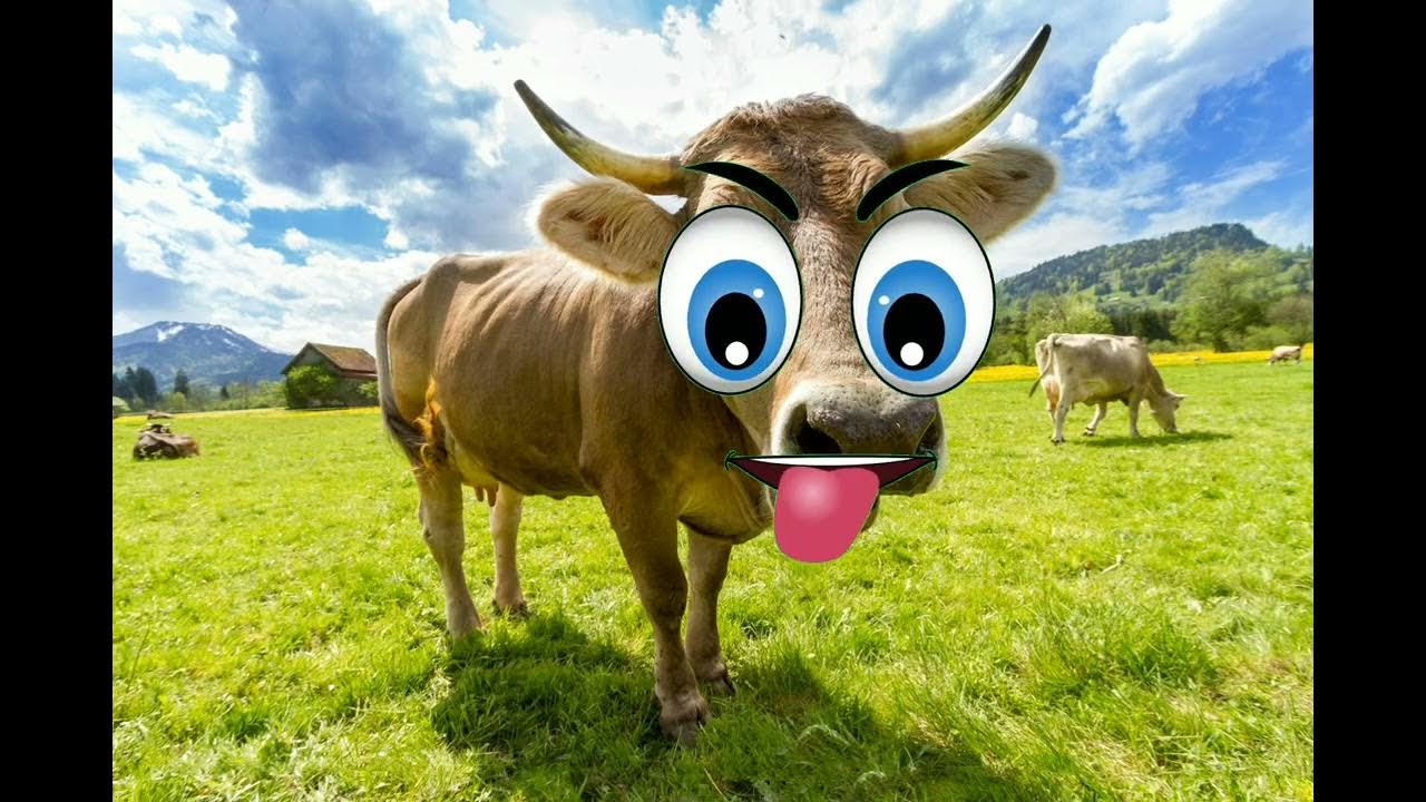 cow voice The beast cow in the world - YouTube