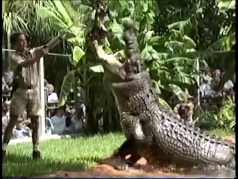 Feeding the giant Crocodile Gomek - YouTube