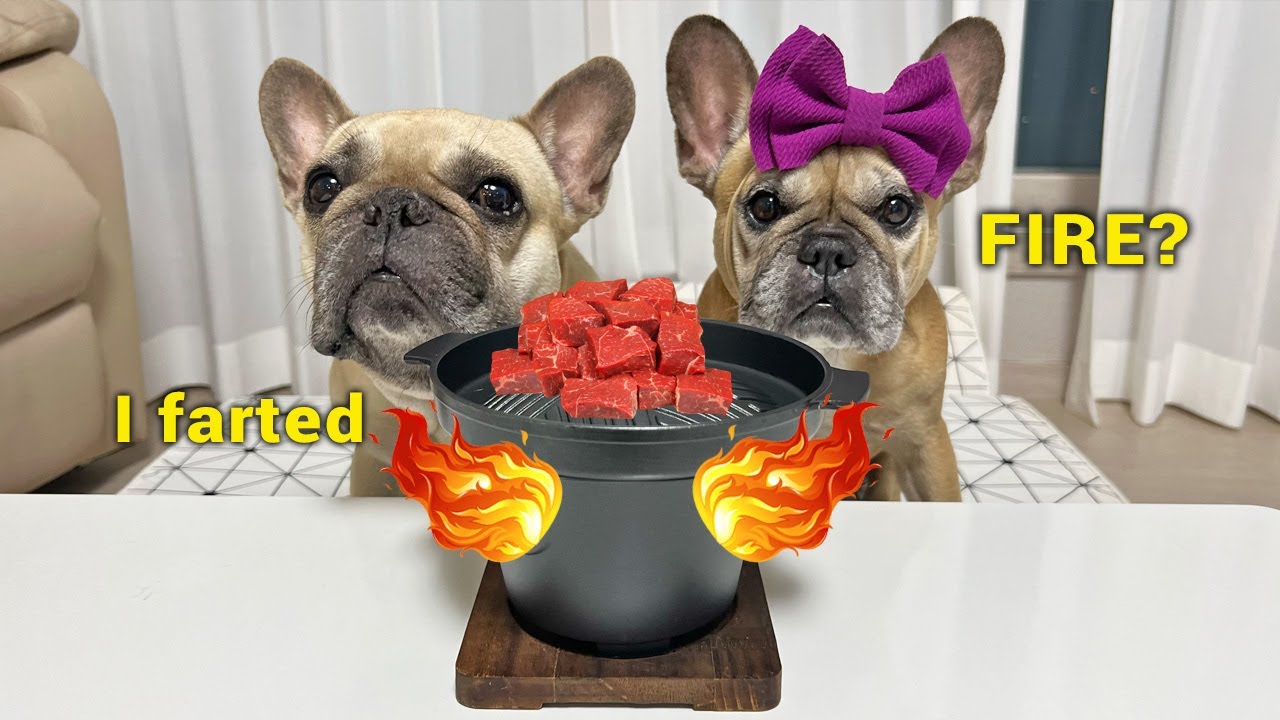 Dogs Try Korean FIRE BBQ For The First Time ** FUNNIEST REACTIONS - YouTube