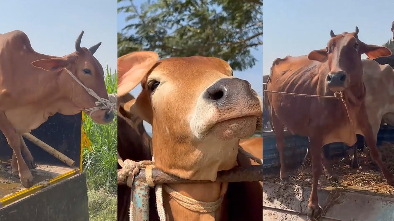 Cow Videos, Cow Video, Cow Unloading, American Brahman Bull, Holstein ...