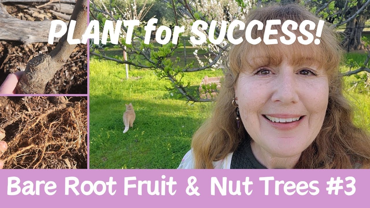 HOW to PLANT Bare Root Fruit Trees - Crucial Information! - #3 in the ...