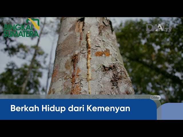 Pohon Kemenyan Sumatera
