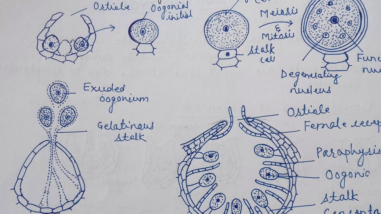 Sargassum (Phaeophyceae): Life Cycle || Dr. Govind Kumar Barupal - YouTube