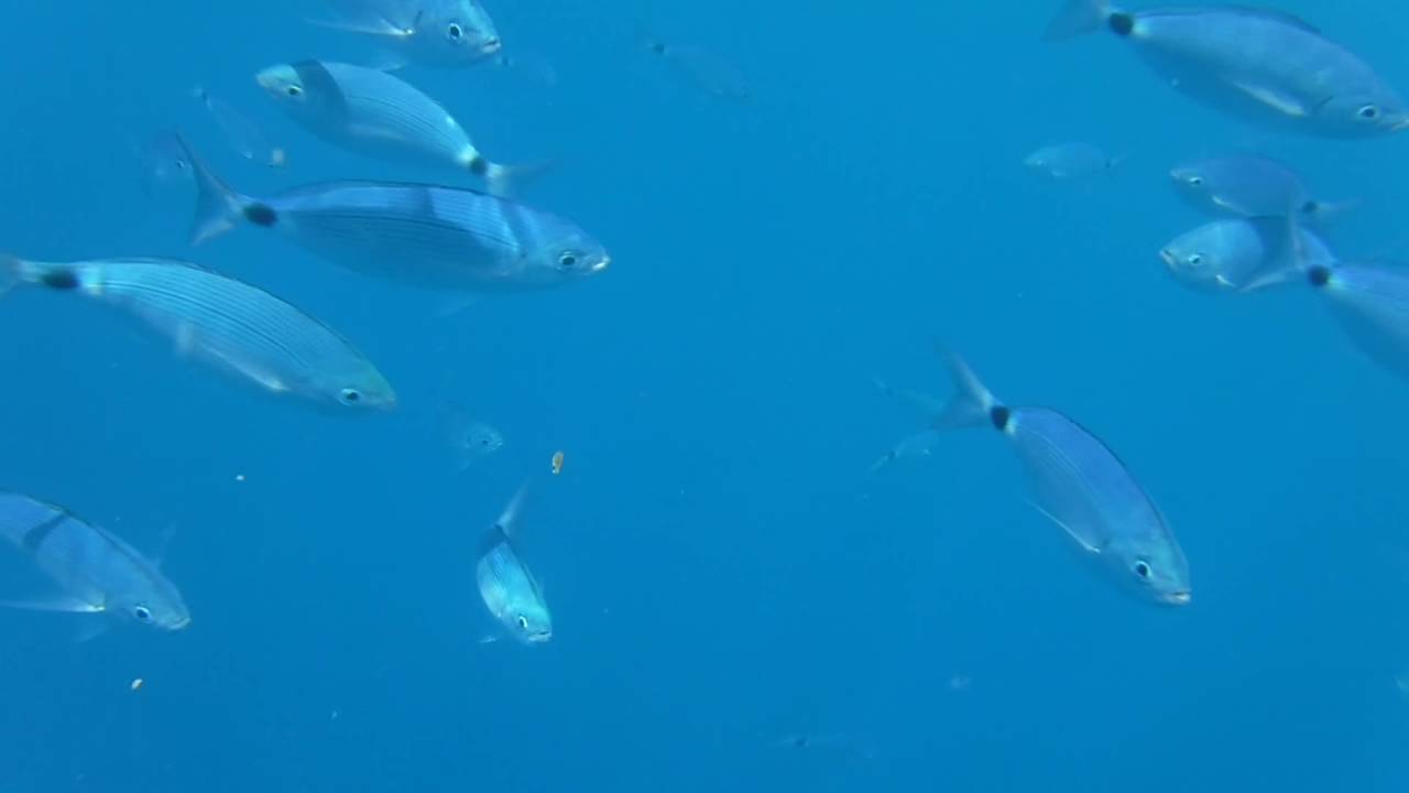 bellissimo video di Occhiate giganti circondano la barca - YouTube