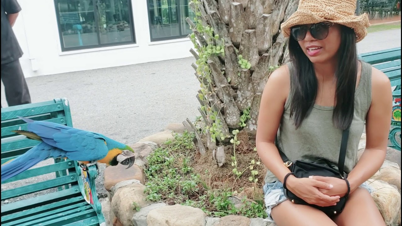 Macaw parrot attack!!! - YouTube