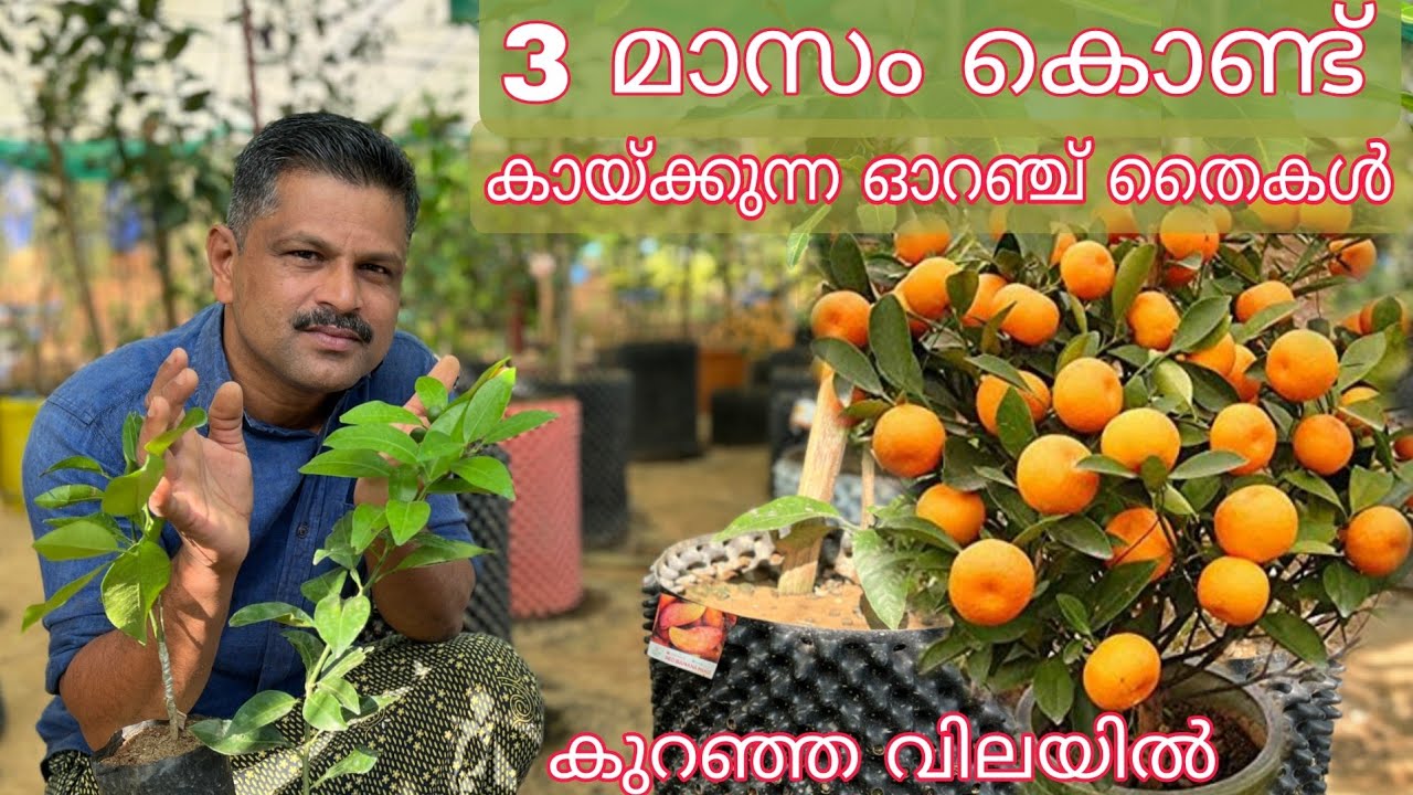 3 മാസം കൊണ്ട് കായ്ക്കുന്ന ഓറഞ്ച് തൈകൾ MIRACLE FARM HOUSE / MOB ...