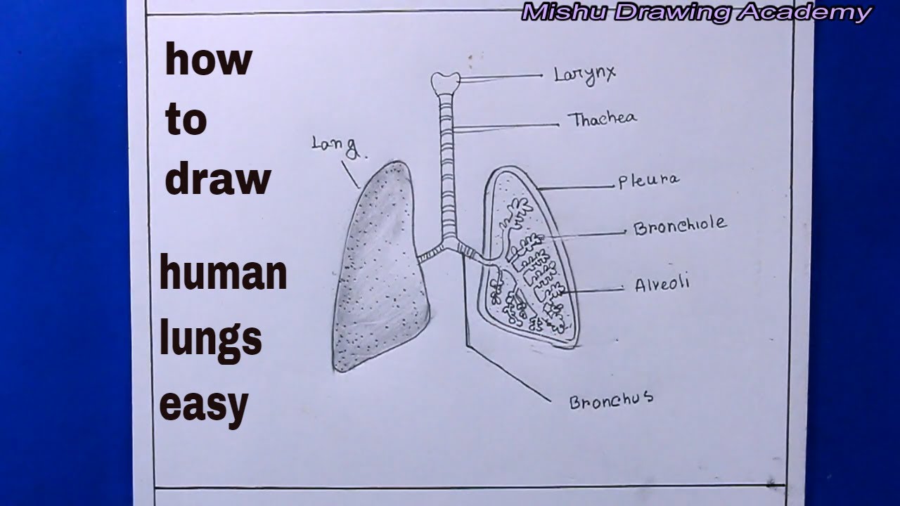 How TO Draw diagram of human lang easy/lungs drawing easy - YouTube