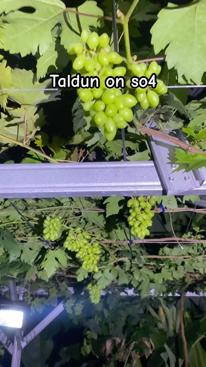 Buah anggur taldun 50 HSP #shots - YouTube