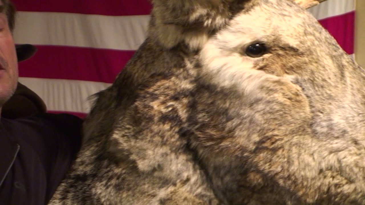 Giant Jackalope in Country store, Dubois - commercial - YouTube