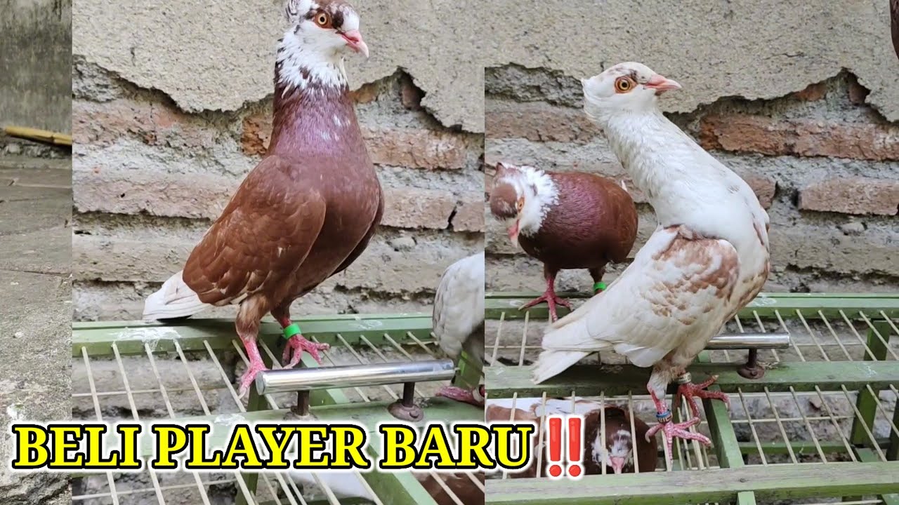 BELI DUA PASANG MERPATI JAMBUL | MERPATI TINGGIAN PEKALONGAN - YouTube