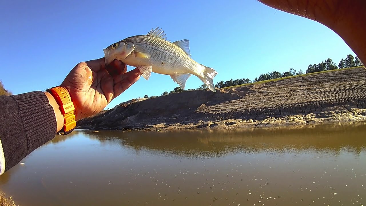 Spring Creek Fishing|Must try this lure for white bass|cypress creek ...