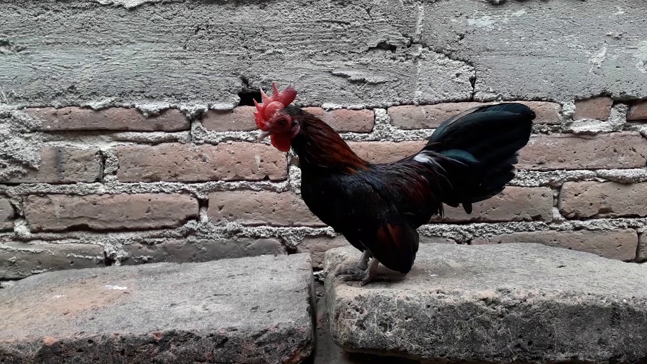 Pollo Spangled - YouTube