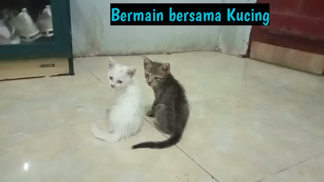 Bermain Bersama Kucing - YouTube