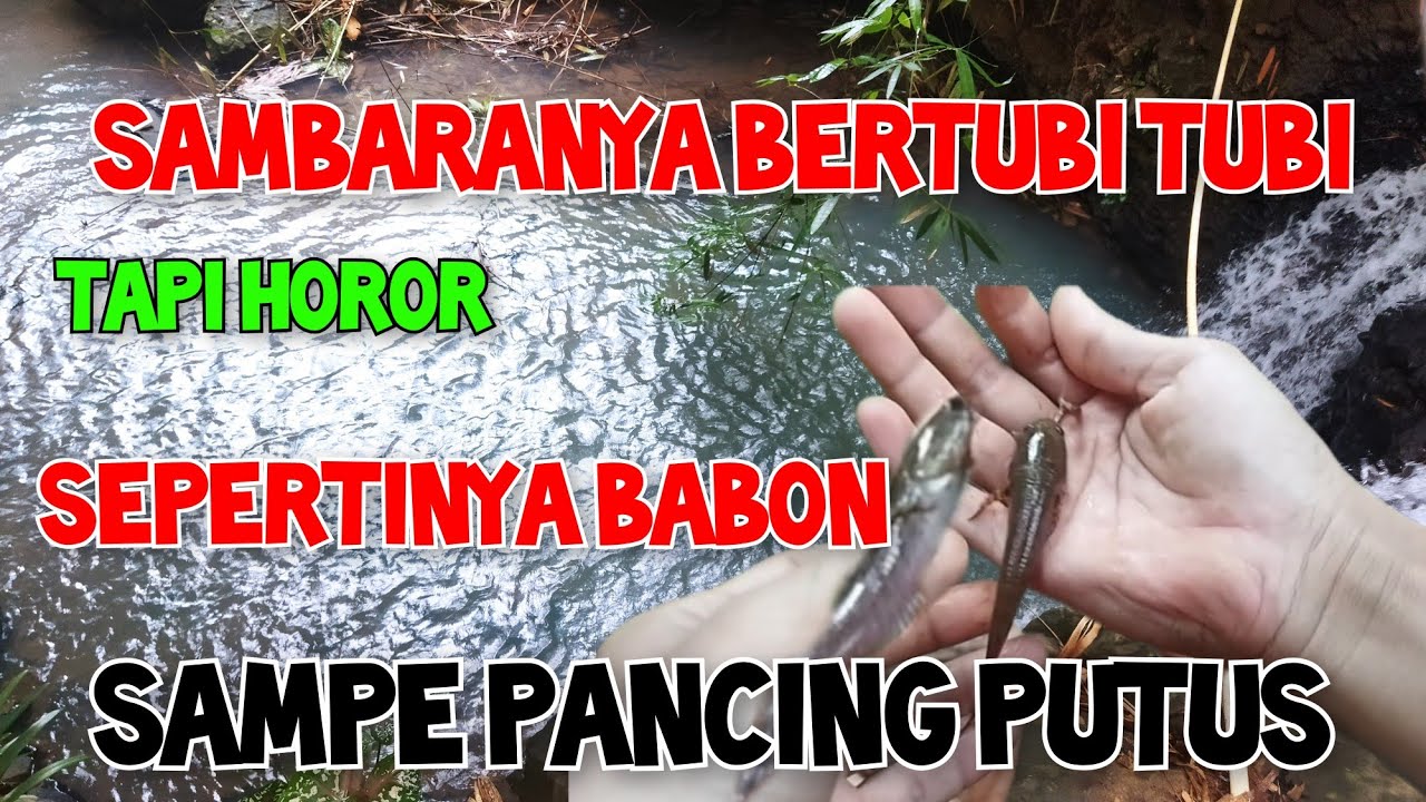 MANCING SPOT CURUG BERASA MANCING DI KOLAM PEMANCINGAN - YouTube