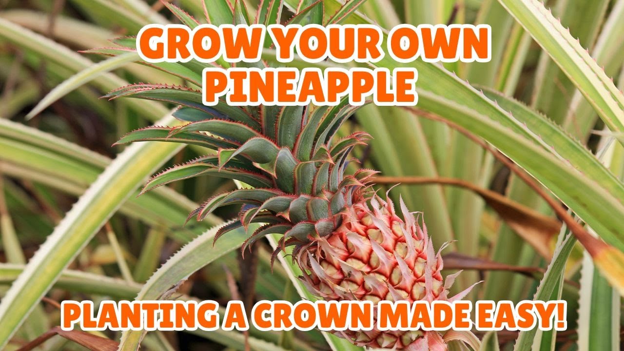 Grow Your Own Pineapple: Planting a Crown Made Easy!🍍# ...