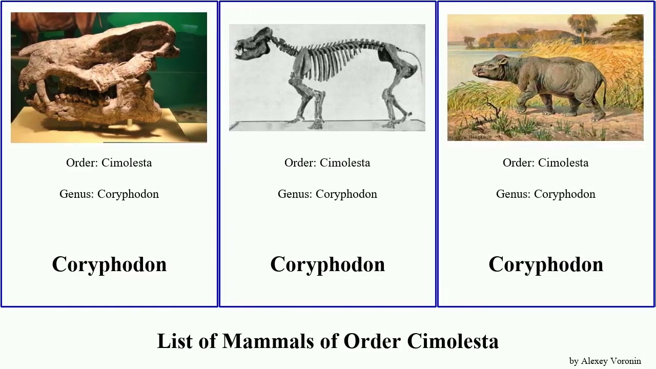 List of Mammals of Order Cimolesta coryphodon minor Barylambda ...