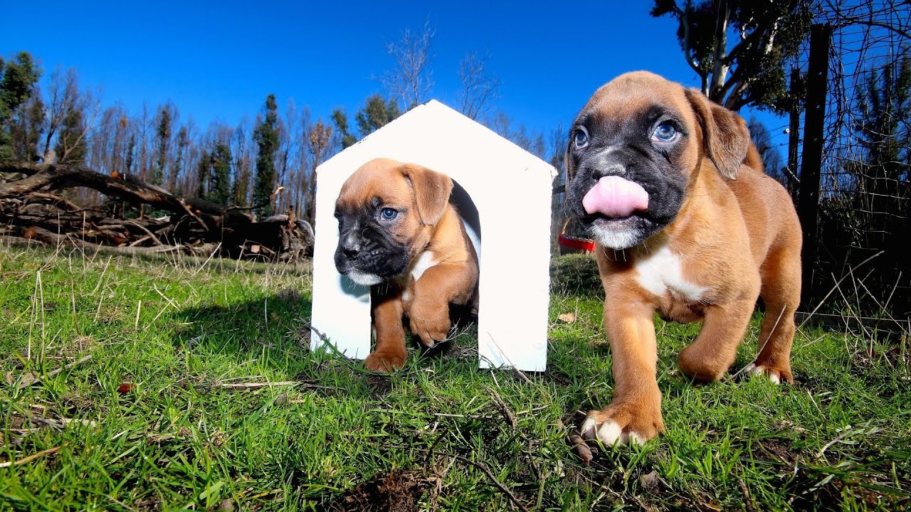 Boxer Dog s Got Talent Howling Harmonies Encore! - YouTube