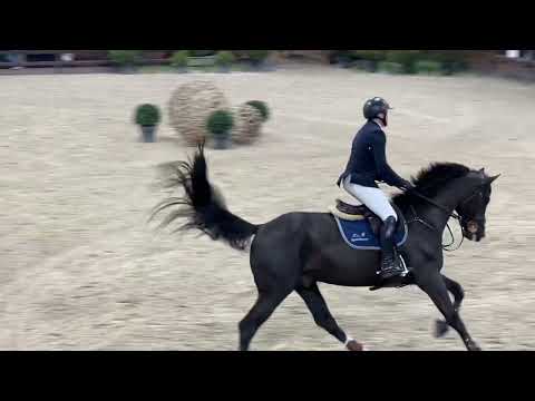 New stallion 🤩🤩🤩concorde x Chacco blue 6 yo Gp prospect 🔝🔝🔝 - YouTube