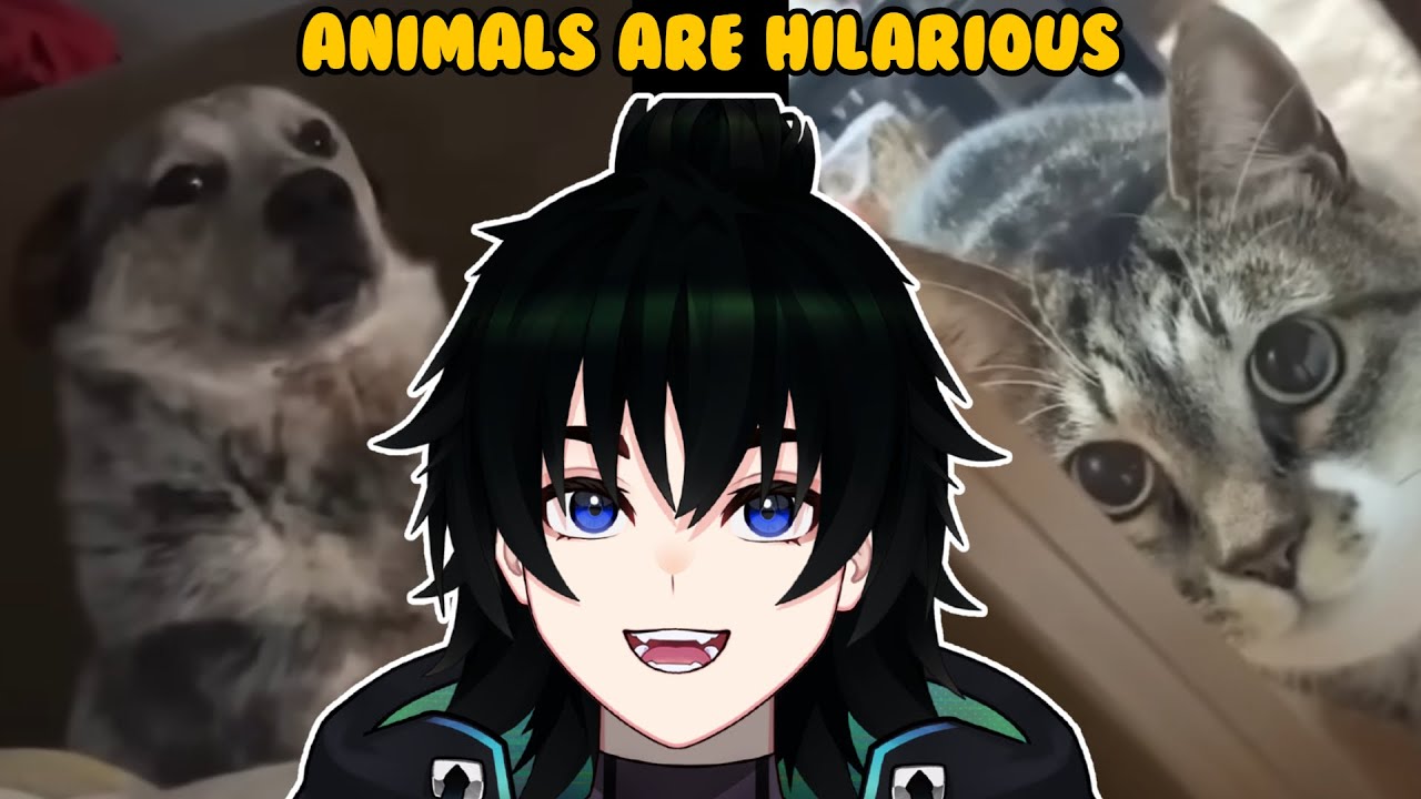 Vtuber's HILARIOUS Reaction to Goofy Animals and Memes! - YouTube