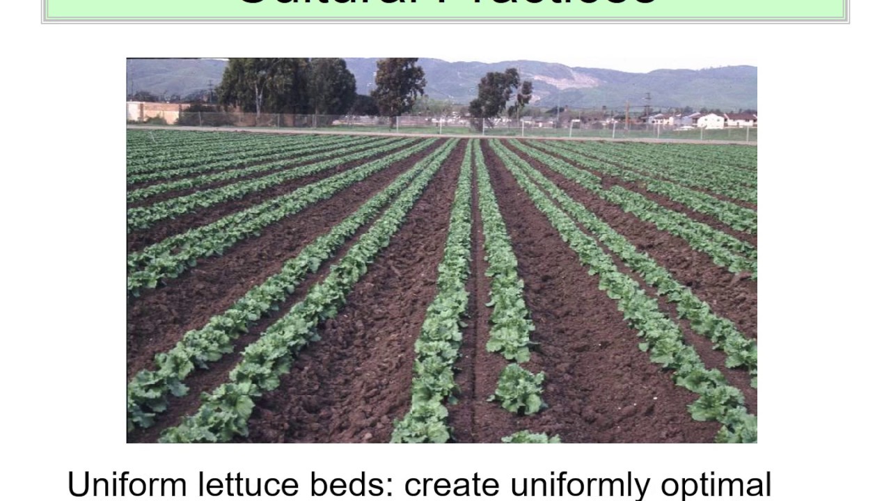 Organic Weed Management: Control Measures - YouTube