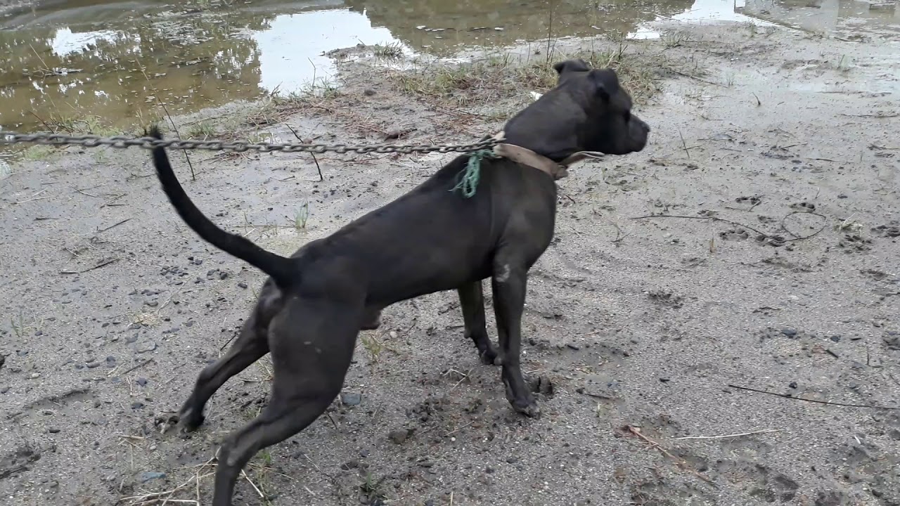 APBT ORIGINAL - YouTube