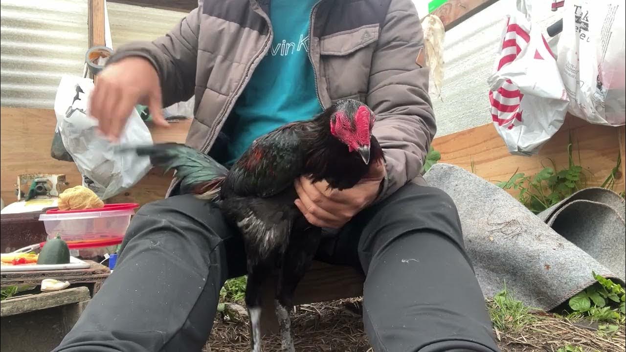 Tham pem tsog kev txuav qaib - YouTube