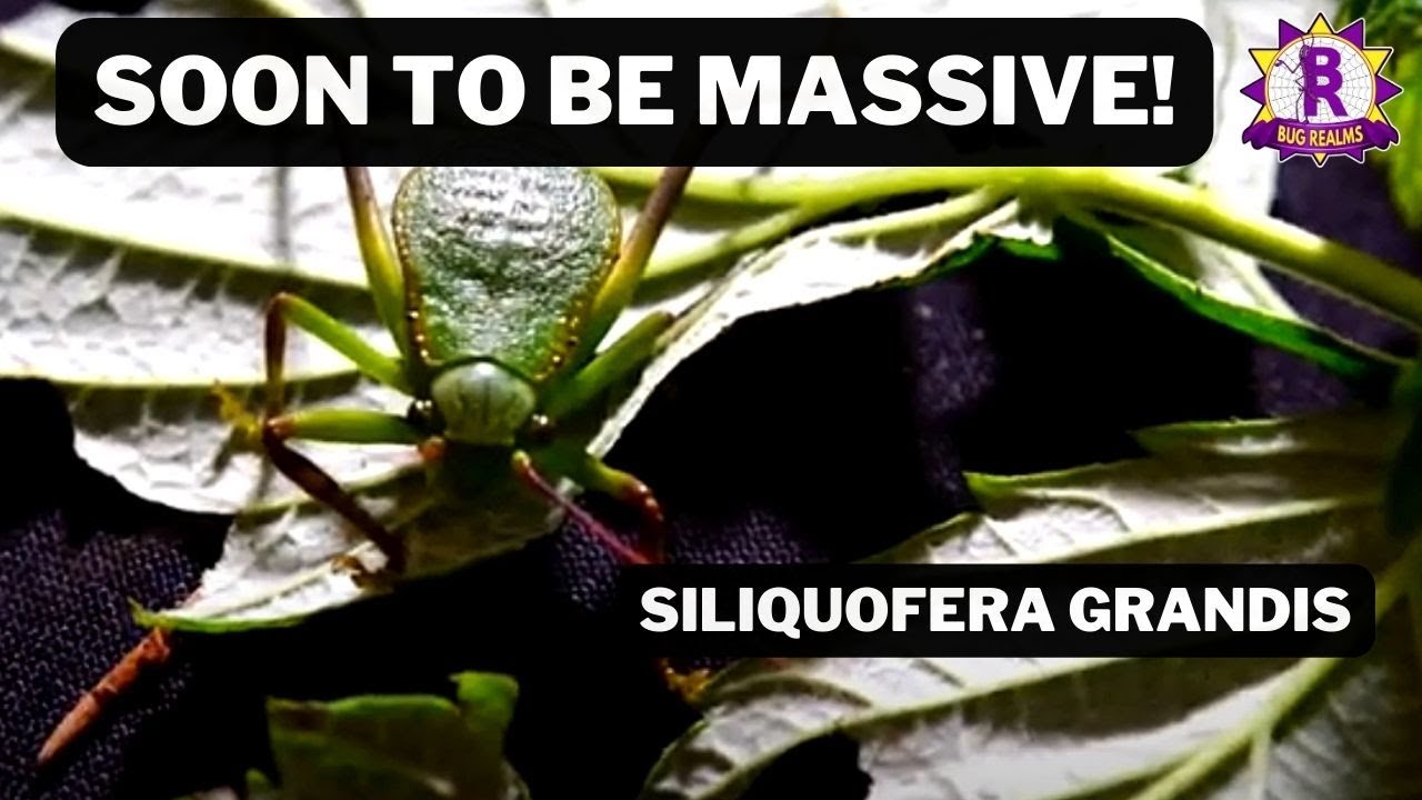 These guys will GROW HUGE! Giant Hooded Katydid (Siliquofera grandis ...