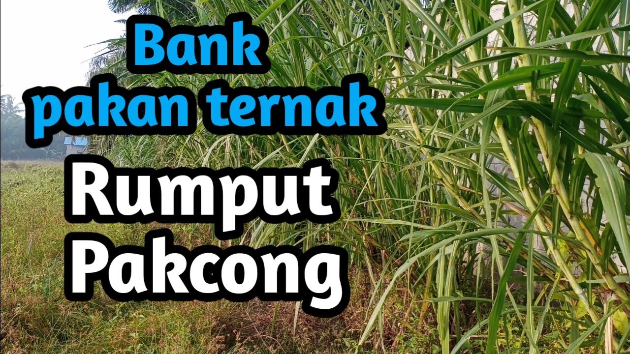 Rumput pakcong pakan ternak produktivitas tinggi - YouTube