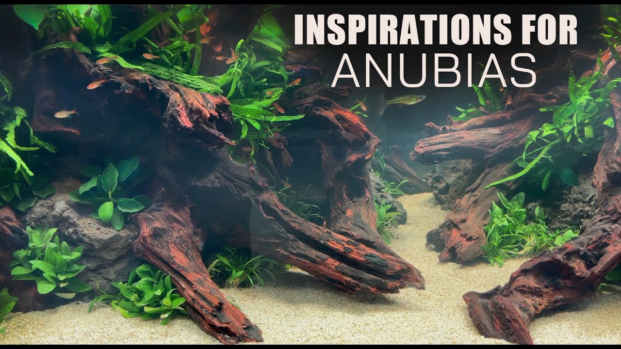 16 ANUBIAS Aquascape Inspirations!🌱 - YouTube