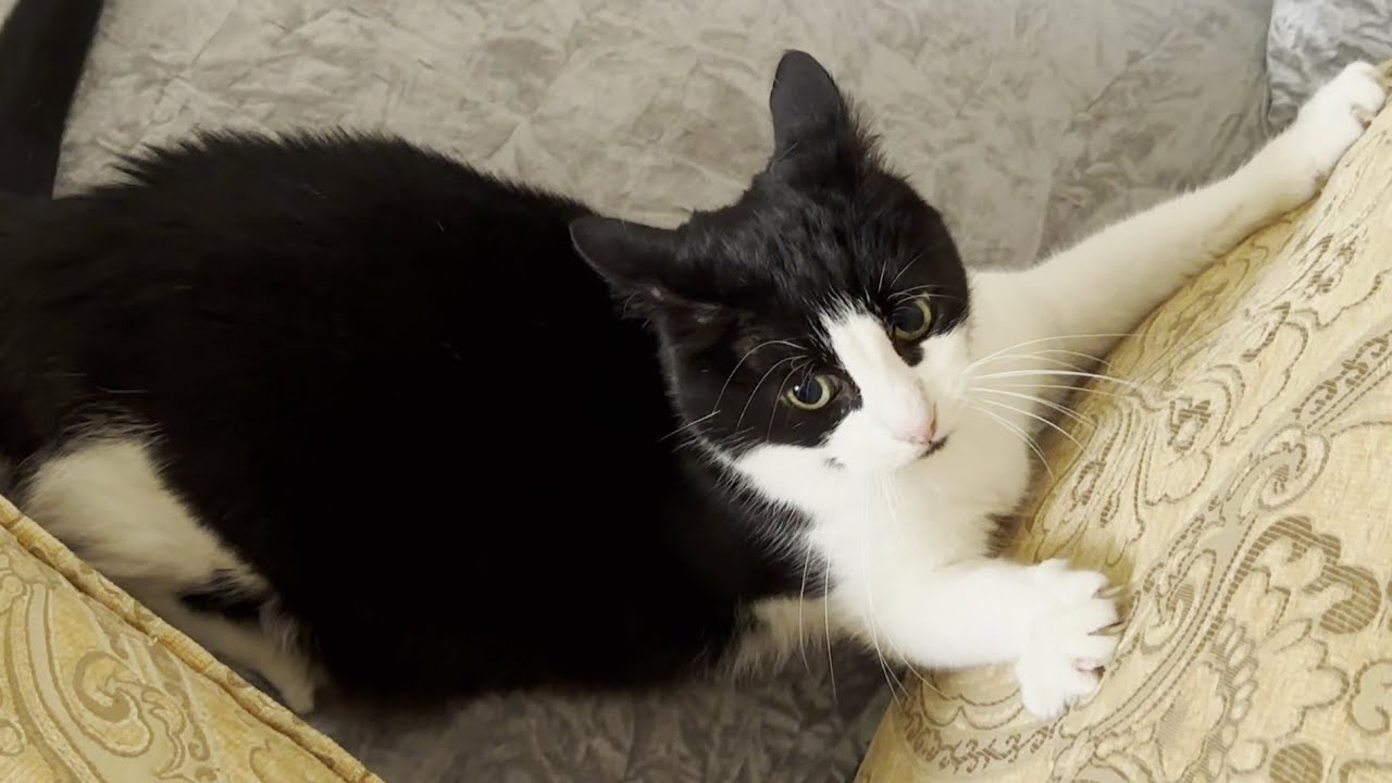 Cat In Hyper Mode - YouTube