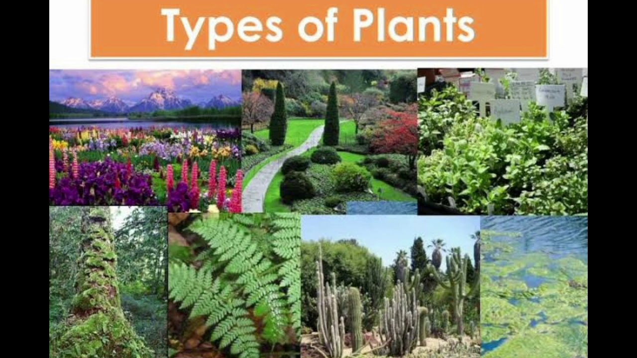 Different types of plants - YouTube