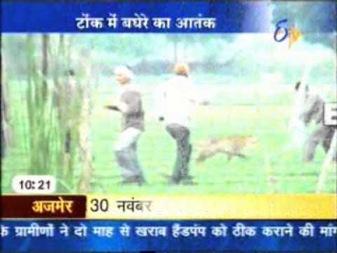 LEOPARD ATTACK - NEWS-ETV-RAJASTHAN-LIVE FOOTAGE-REPORTER-MANOJ TIWARI ...