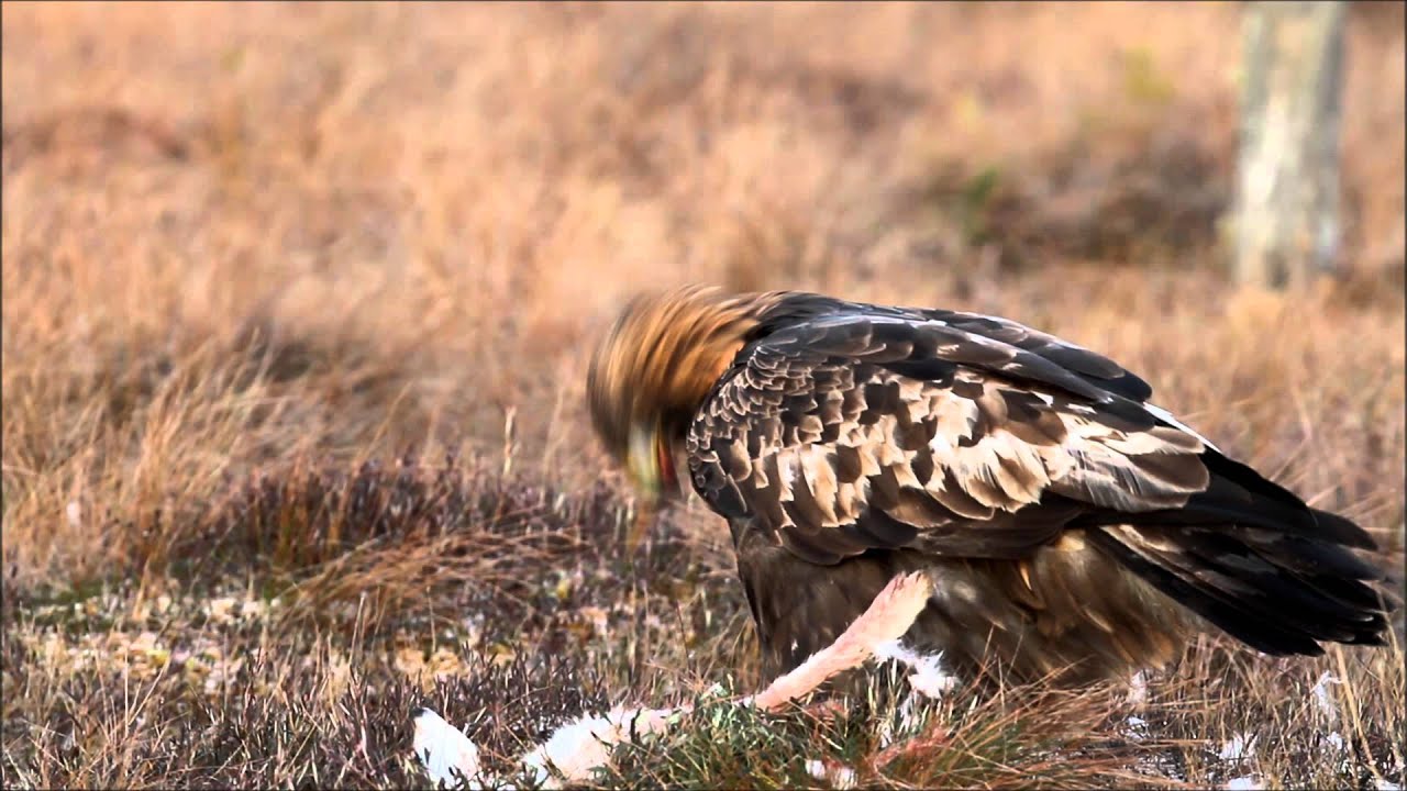 Golden Eagle eats rabbit. - YouTube