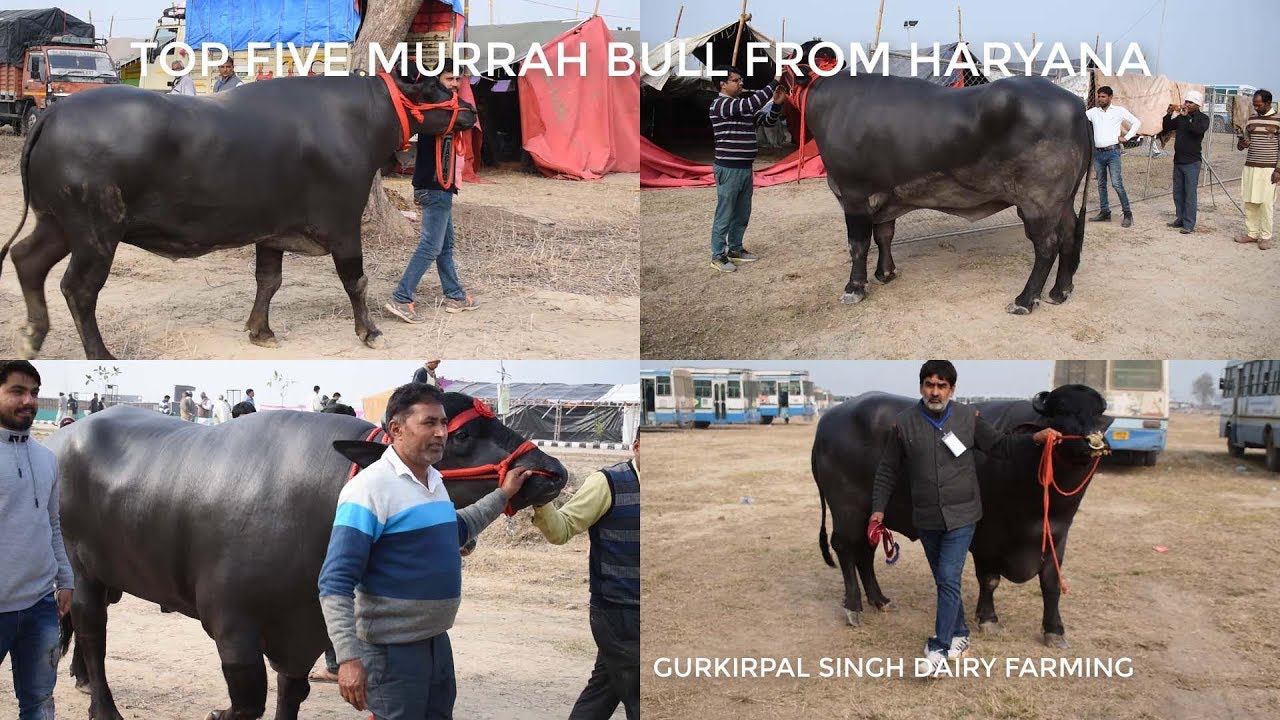 Unique Five Murrah bull from Haryana - YouTube