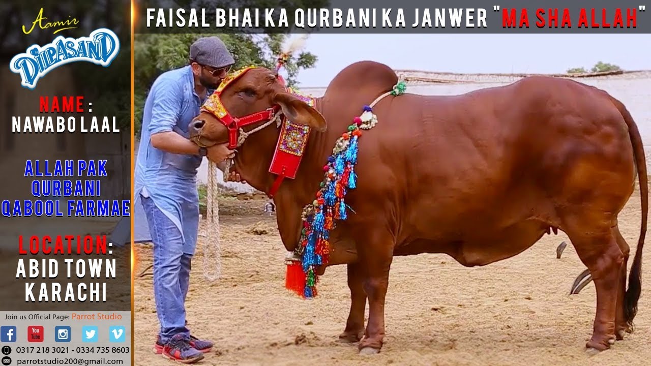 Nawabo Laal | Dil Pasand Cattle Farm | ALLAH Pak Qurbani Qabool Farmae ...