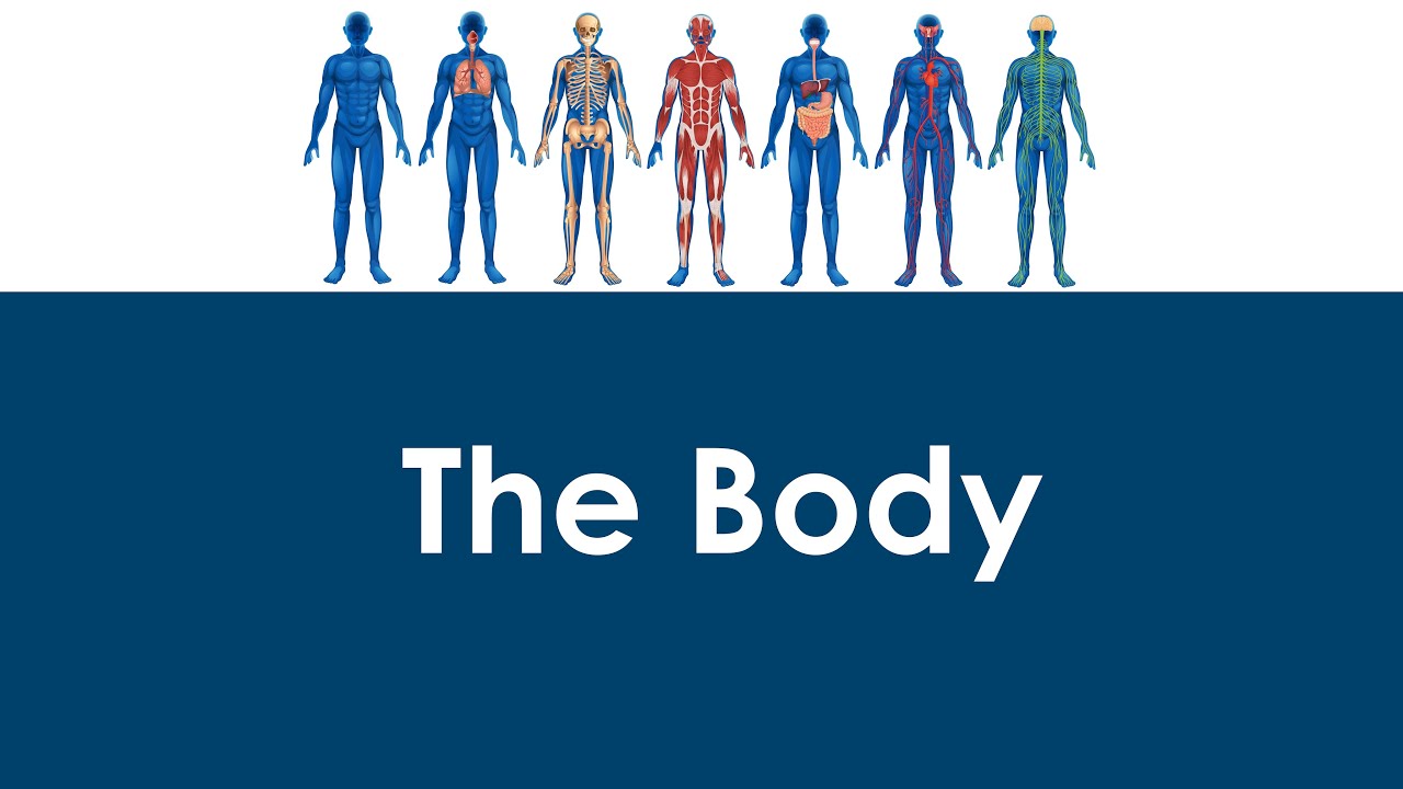 Practice English Vocabulary | The Body - YouTube